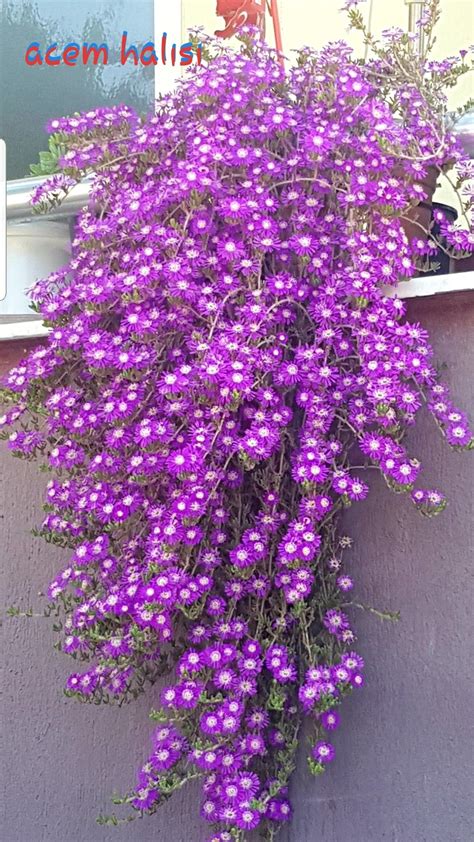 Пин от пользователя Sanda Ilea на доске Flora Висячие растения