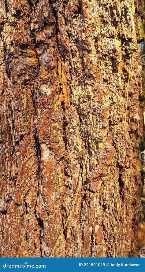 A Beautiful Pine Tree Backdrop During The Day Stock Image Image Of