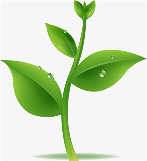 Sapling Vector At Getdrawings Free Download
