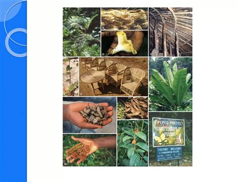 Forests Deciduous Evergreen Pptx