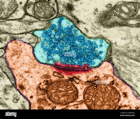 Excitatory Asymmetric Synapse Mammal Central Nervous System Coloured Transmission Electron