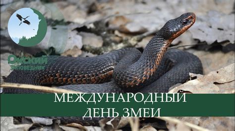 Международный день змеи Youtube
