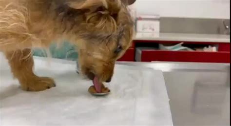 Microchip Is A Big Needle But Quincas The Pup Didnt Even Notice Wow