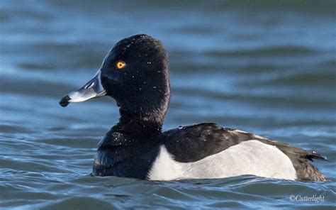Birds Of Chignik Lake Ring Necked Duck A Species Moving Northward