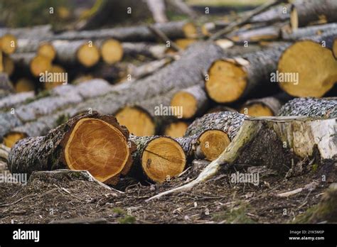 Pile Of Wood A View Of Huge Stacks Of Logs Stock Photo Alamy