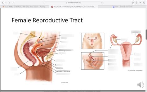 Female Reproductive Track Diagram Quizlet