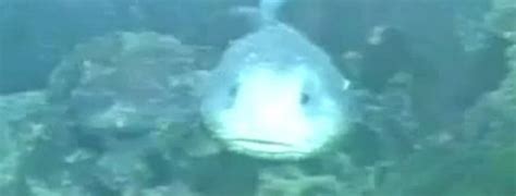 Blobfish In Natural Environment