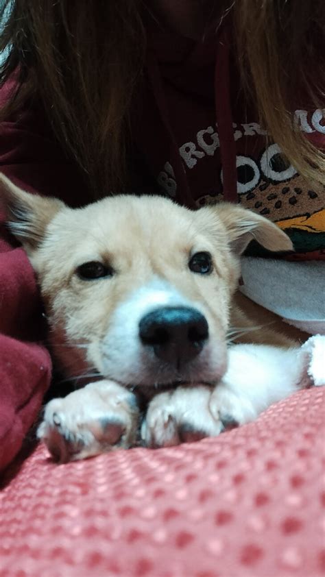 「保健所レスキュー 子犬の」栃木県 犬の里親募集481196 7枚目の画像 ペットのおうち【里親決定25万頭！】