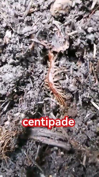 Centipade Youtube