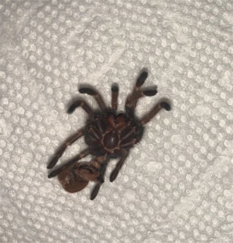 Gbb Molt R Tarantulas