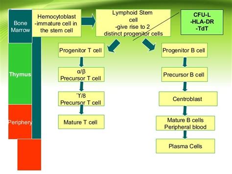 Lymphocyte Production And Maturation