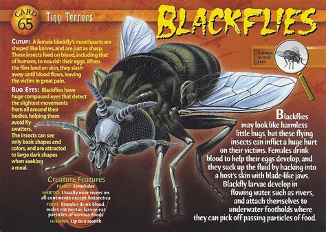 Categorytiny Terrors Weird N Wild Creatures Wiki Fandom