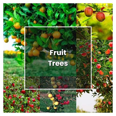 Discover The Best Fruit Plants To Grow At Home In India A Guide To
