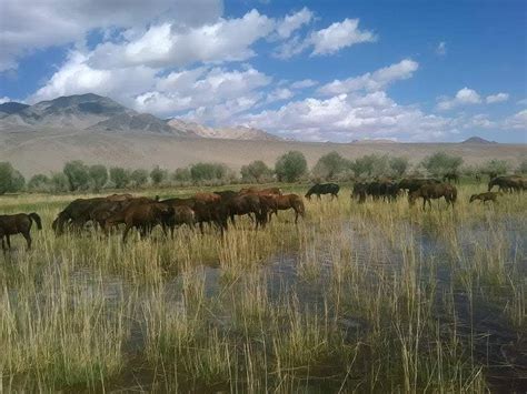 Ц Зуны тэргүүн сарын шинийн нэгний мэнд эрхэм найзуудаа Зун болдог Номин тэнгэр мөнгөн