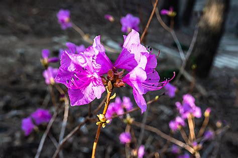새봄의 전령사아름다운 분홍색 진달래 꽃 유토이미지 상세페이지 베이직샵 사진 21083599