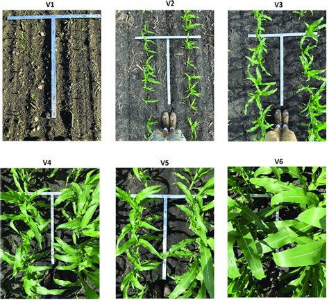 The Images Show Corn Stands At Vegetative Stages V1 To V6 The Images