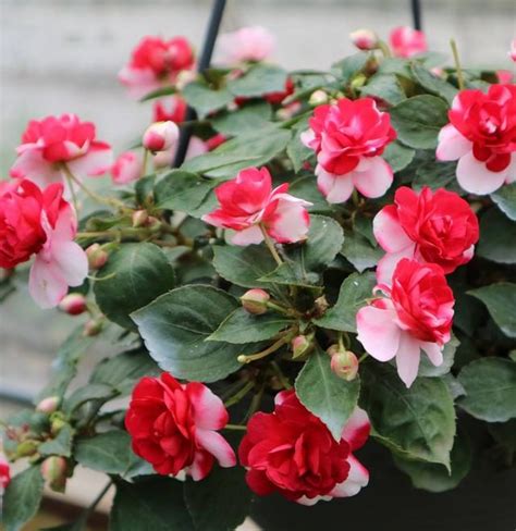 非洲鳳仙花怎麼養？2件事別做，開花又多又美、鮮艷漂亮 壹讀