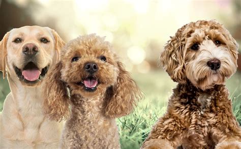 Cockapoo Dog Breed Information Facts Traits Pictures And More Canine