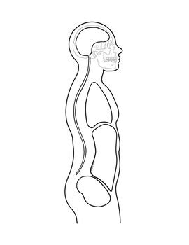 Large Oversized Body Cavities Diagrams No Prep By Science With DrM