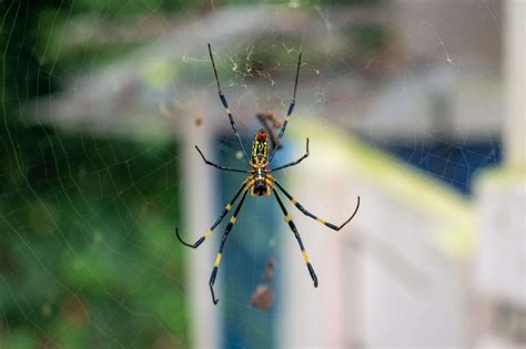 Gulp Giant Invasive Spider Spreading Throughout The Southeast