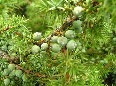 Juniper Stock Image Image Of Summer Tree Beauty Juniper 311387