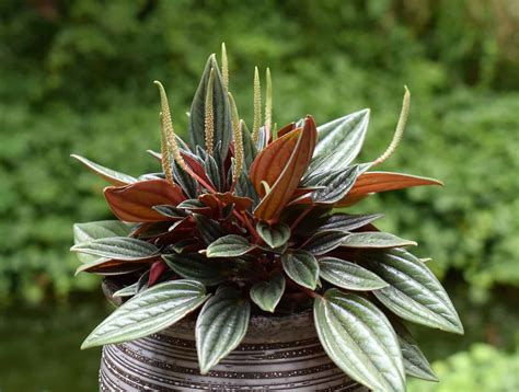 Peperomia Plant Care Guide How To Grow Peperomia Plants