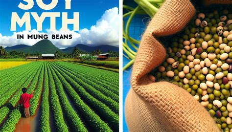 Unveiling The Soy Myth In Mung Beans Etprotein