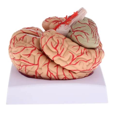 NEW DISASSEMBLED ANATOMICAL Human Brain Model Anatomy Research