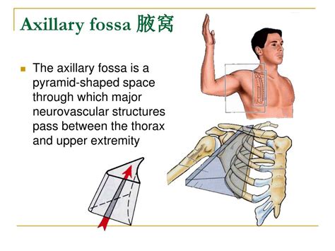 Axillary Fossa