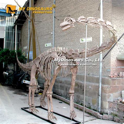 Brachiosaurus Dinosaur Skeleton