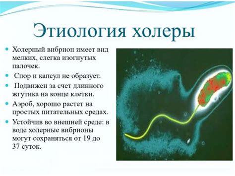 Холера - презентация онлайн