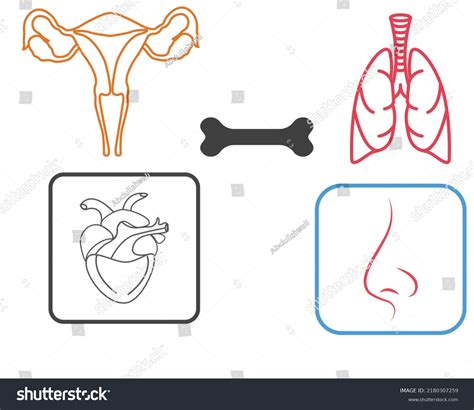 Human Body Elements Anatomy Isolated White Stock Illustration