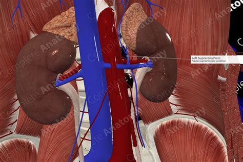 Left Suprarenal Vein Complete Anatomy