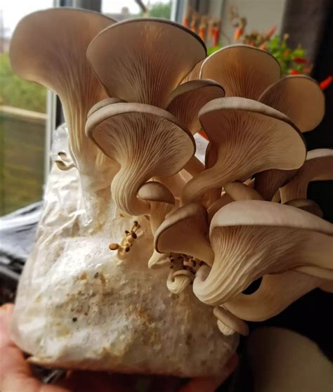 Beginners Mushroom Growing Workshop The Salisbury Centre