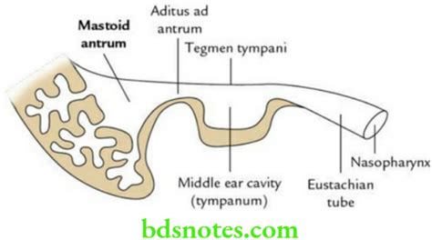 Mastoid Process Location Anatomy And Muscle Attachments Bds Notes