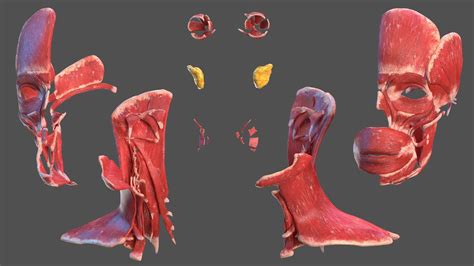 Sistema Muscular De Niña Modelo 3d 179 3ds Blend C4d Fbx Max