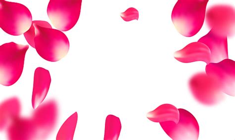 장미의 분홍색 떨어지는 꽃잎 사쿠라 꽃 파스텔 텍스처 배경 0명에 대한 스톡 벡터 아트 및 기타 이미지 0명 3차원 형태