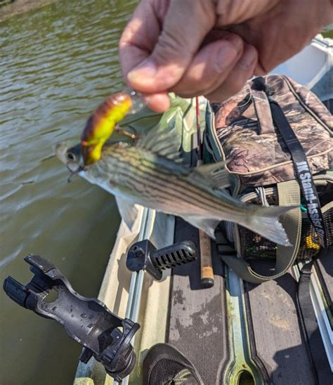 Kiser Lake And All The Weeds Ohio Game Fishing