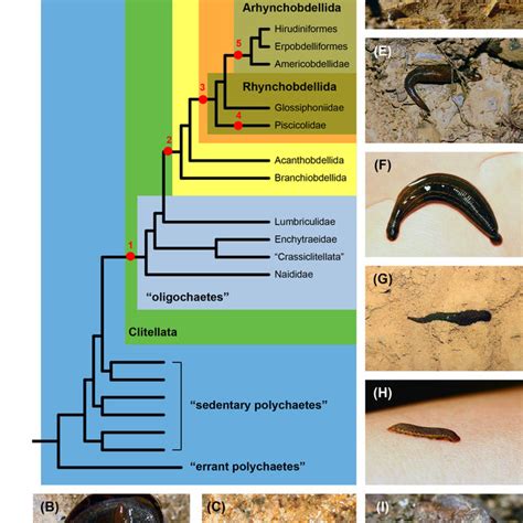 Pdf On The Origin Of Leeches By Evolution Of Development