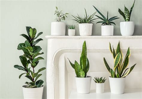 Las Mejores Plantas De Interior Resistentes Y Fáciles De Mantener