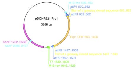Addgene Pdonr221 Rrp1 Addgene Pdonr221 Rrp1
