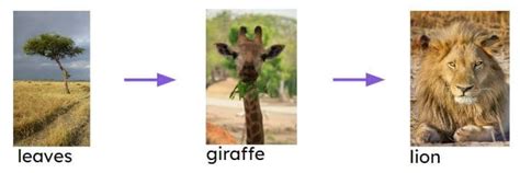 Interdependence Within Ecosystems Ks3 Y8 Science Lesson Resources