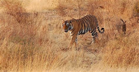 Sawai Madhopur Ranthambore Guided Safari Trip