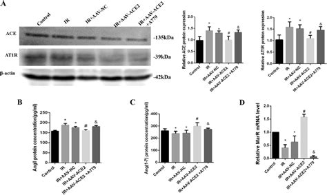Overexpression Of Ace2 Mediated Activation Of Ace2ang 17 Axis A