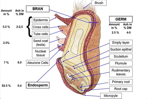 Strucuture Of A Wheat Kernel And Its Chemical Composition