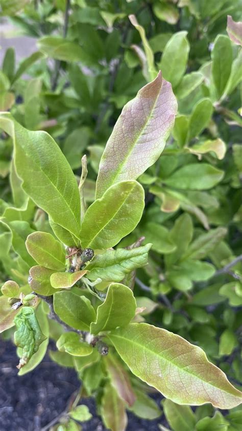 royal star magnolia problem r arborists