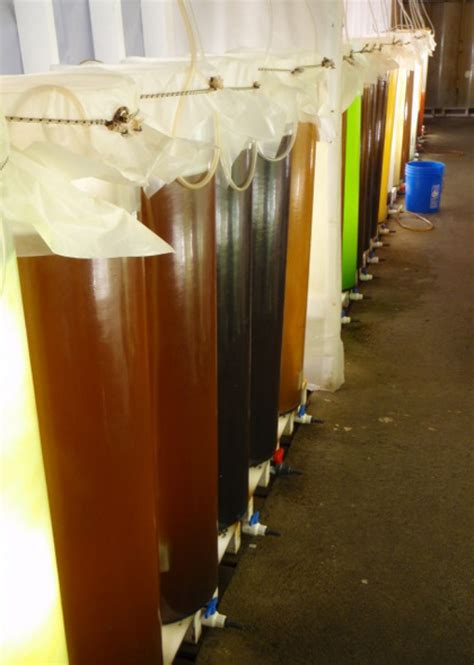 Algae Downeast Institute