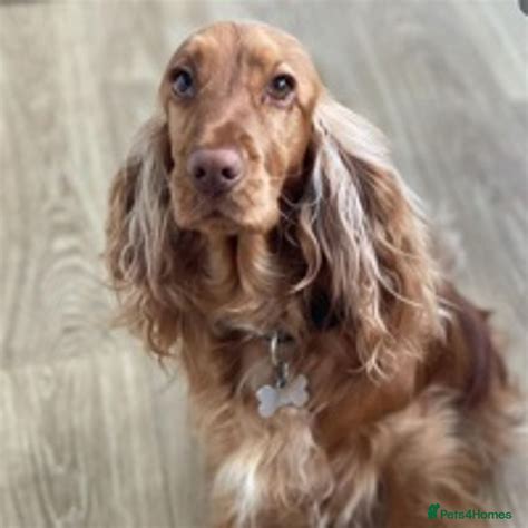 Mini Cocker Spaniel Puppies For Sale Pets4homes