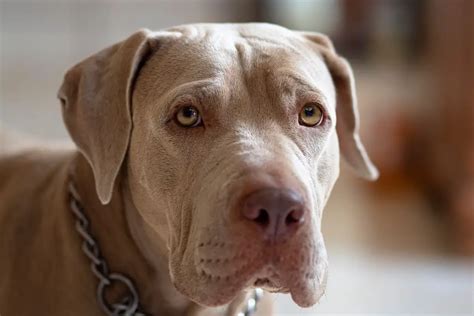 Pros And Cons Of Owning A Blue Fawn Pit Bull Animalfate