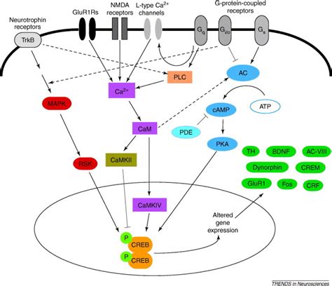 The Many Faces Of Creb Trends In Neurosciences